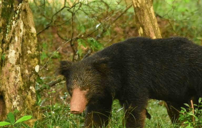Where can you see the Sloth Bear of Sri Lanka | Safari in Sri Lanka