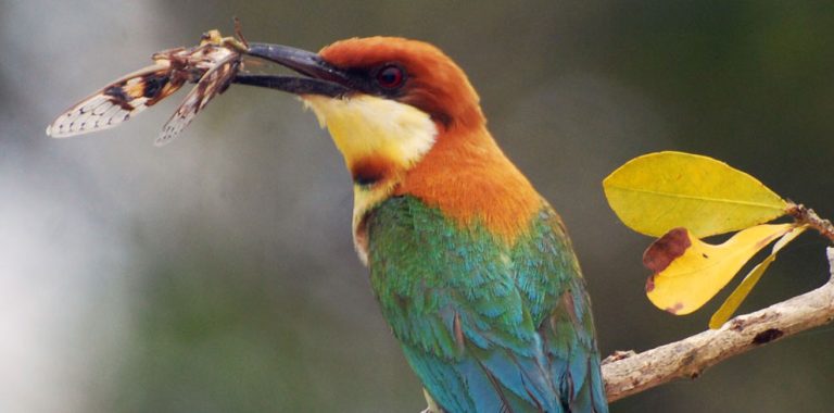 Colorful Bee Eater of Sri Lanka | Book a Safari in Sri Lanka